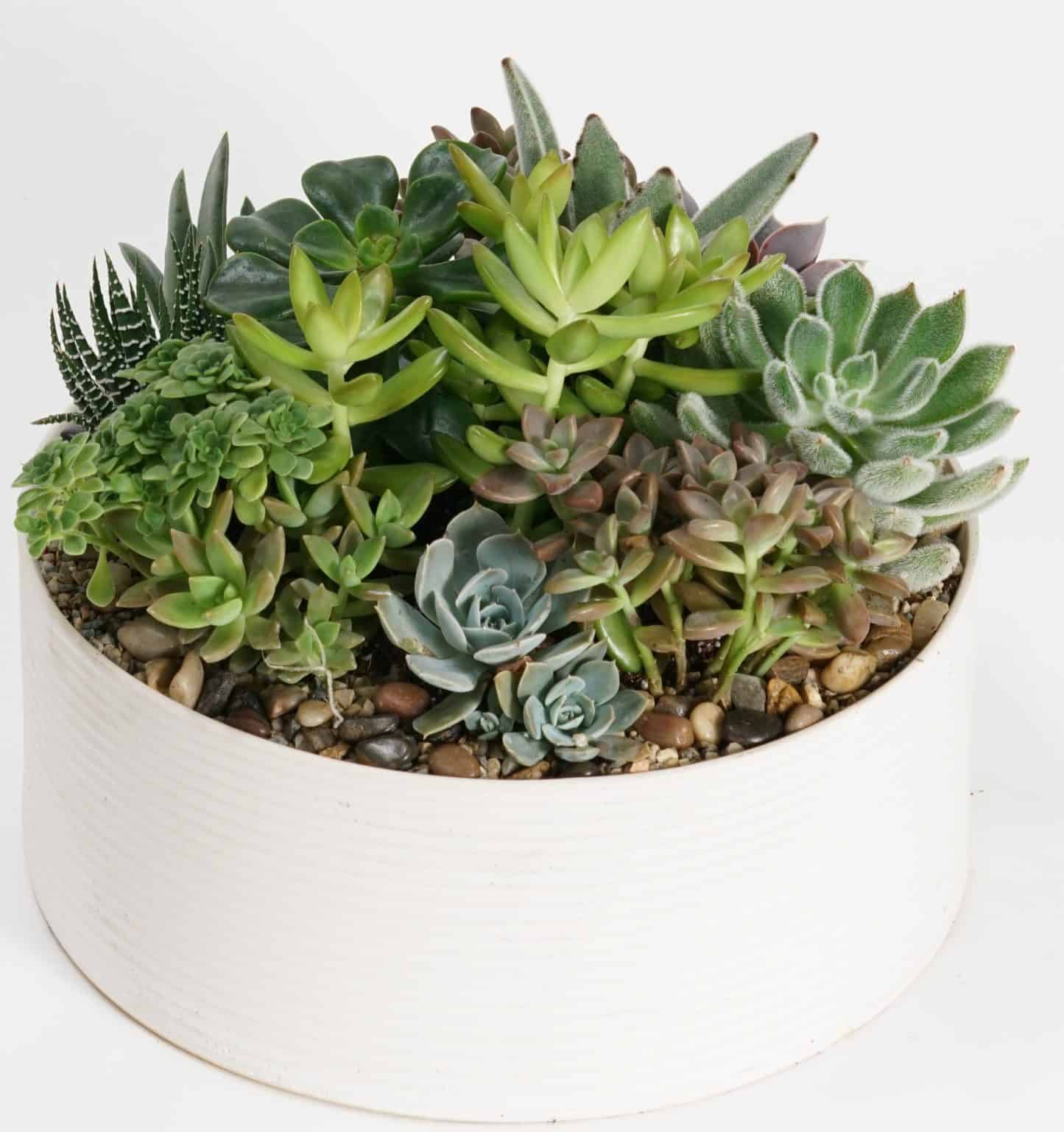 Easy Indoor Succulent Care - Robertson's Flowers