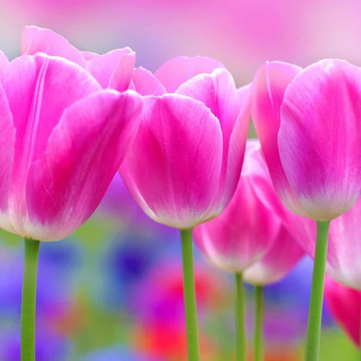 Top Springtime Pastel Flowers for Your Home - Robertson's Flowers